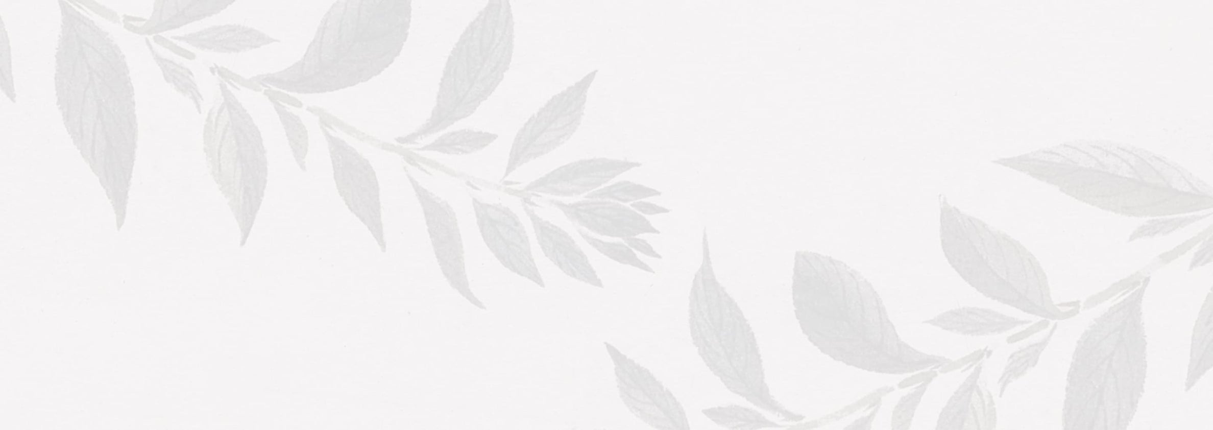 ORMENIS MULTICAULIS OIL – Dermatology M Store