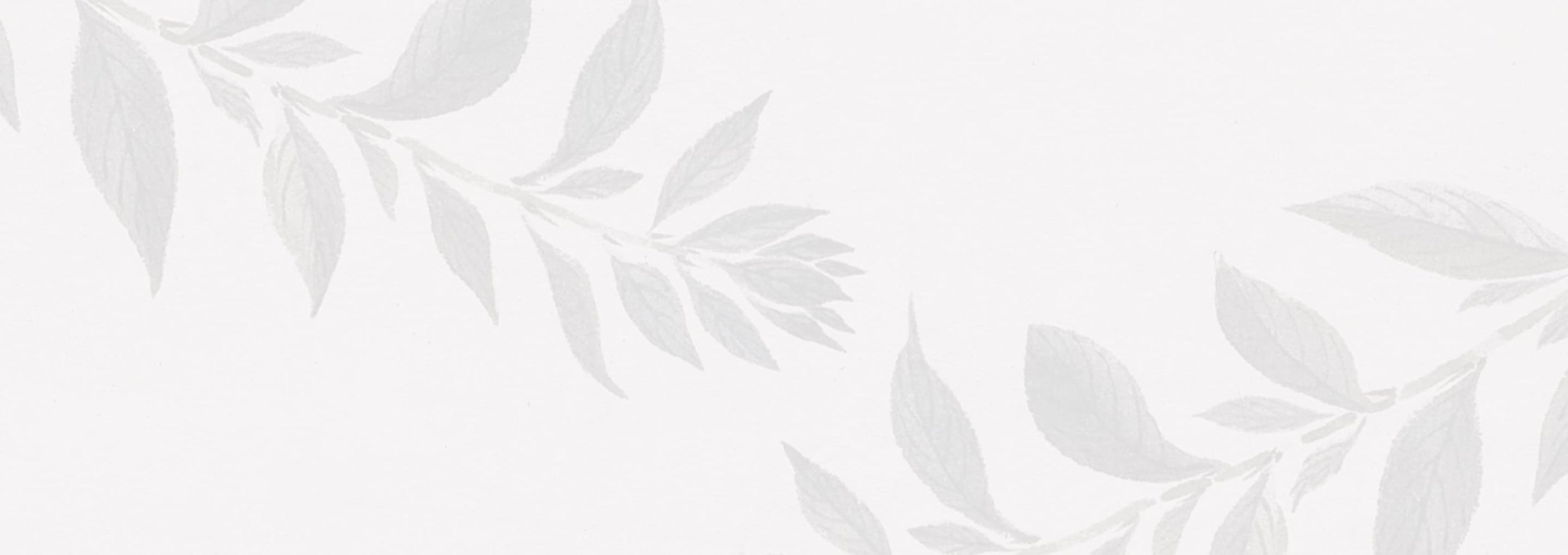 ORMENIS MULTICAULIS OIL – Dermatology M Store