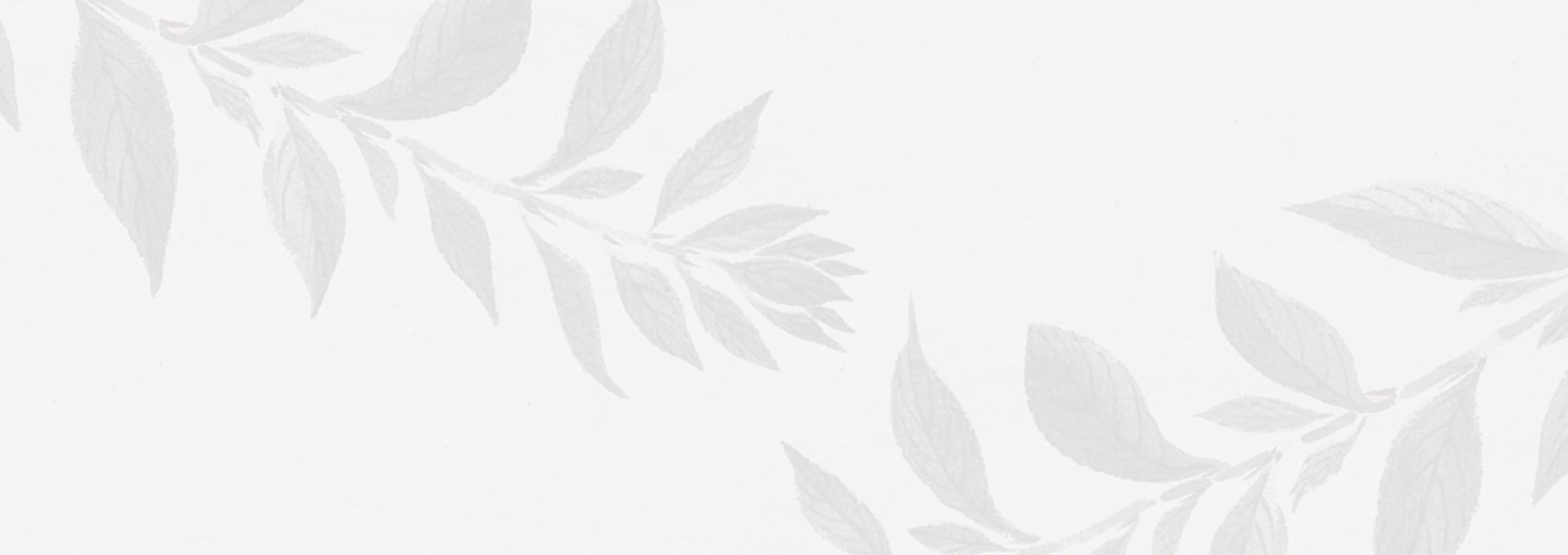 ORMENIS MULTICAULIS OIL – Dermatology M Store